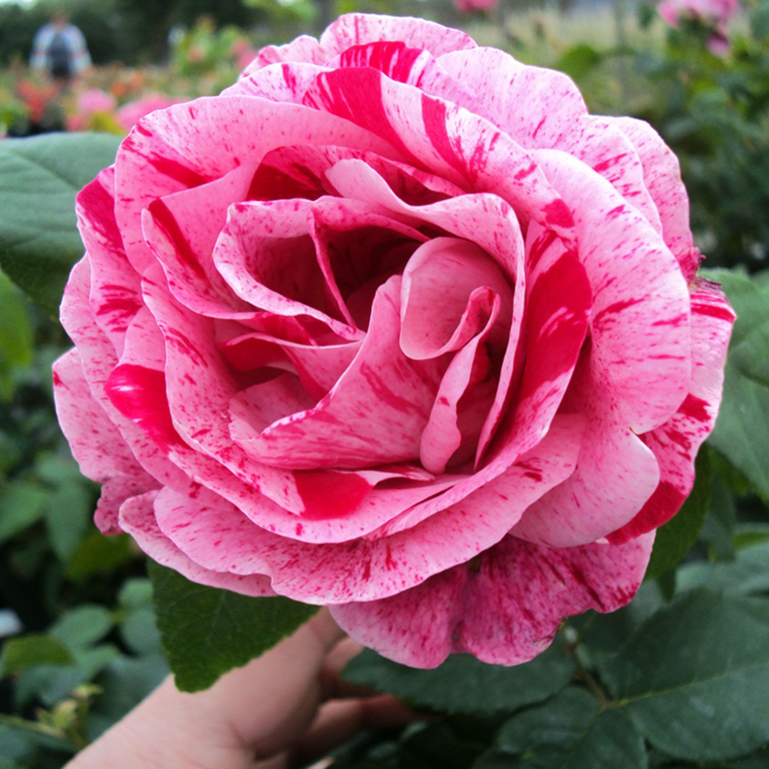 Ferdinand Pichard Historische Rose| Gartencenter Bartels, 24,95