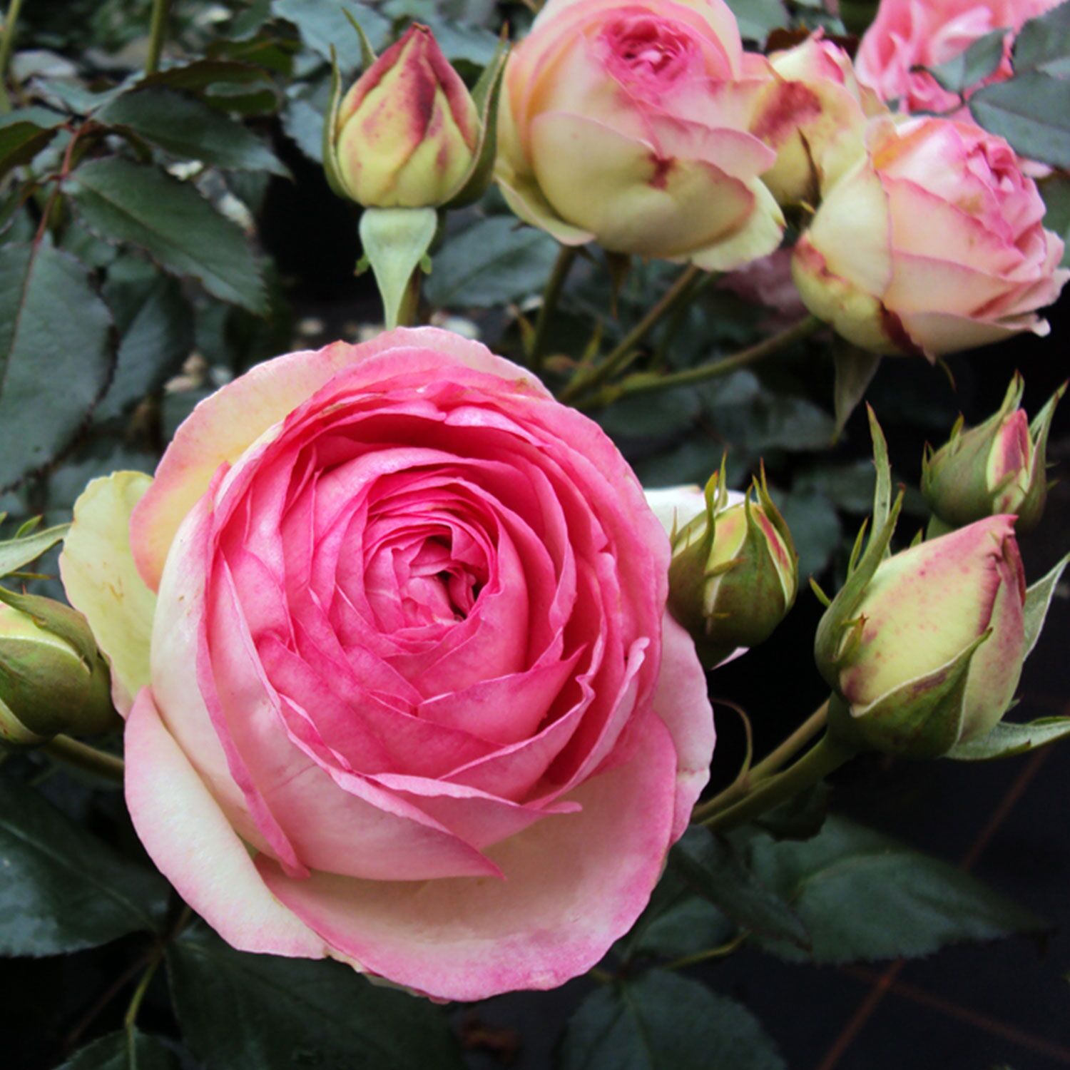 Eden Rose 85 ® Strauchrose | Gartencenter Bartels, 24,95