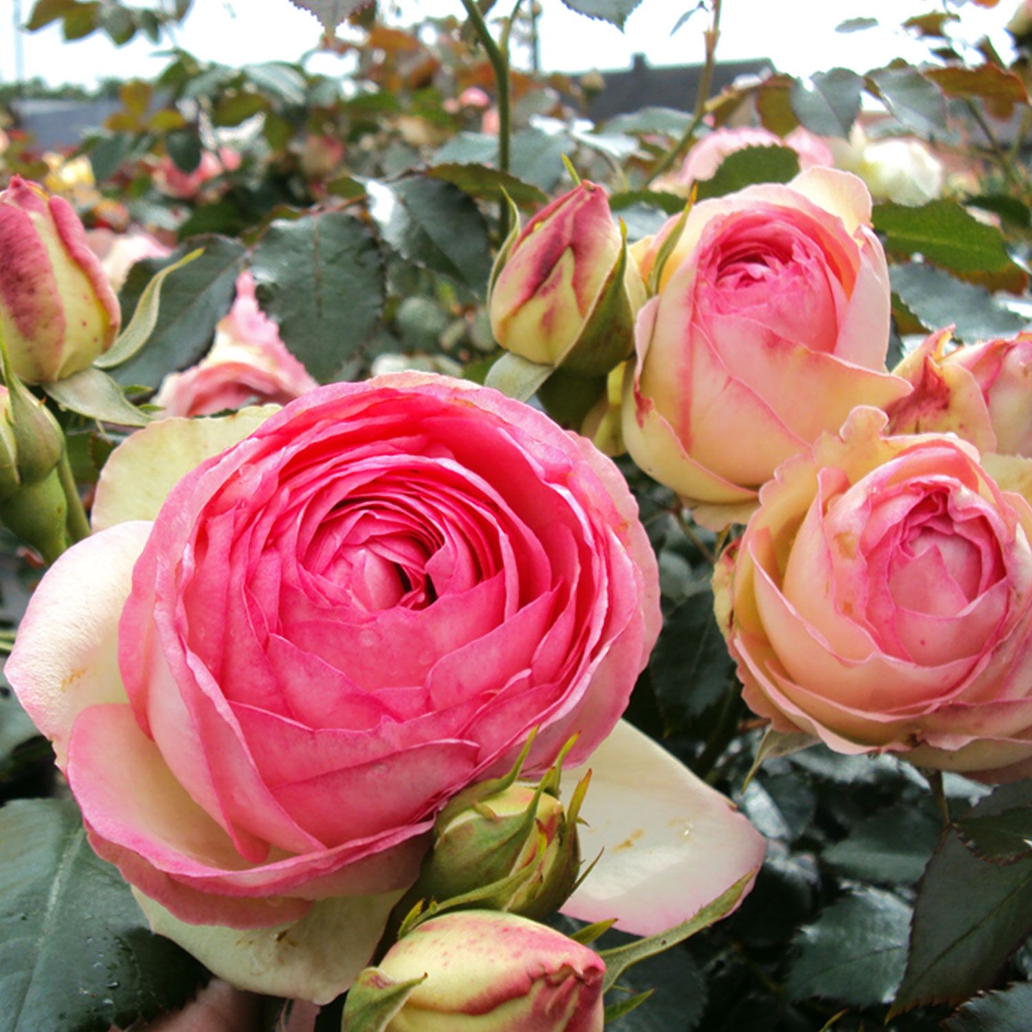 Eden Rose 85 ® Strauchrose | Gartencenter Bartels, 24,95