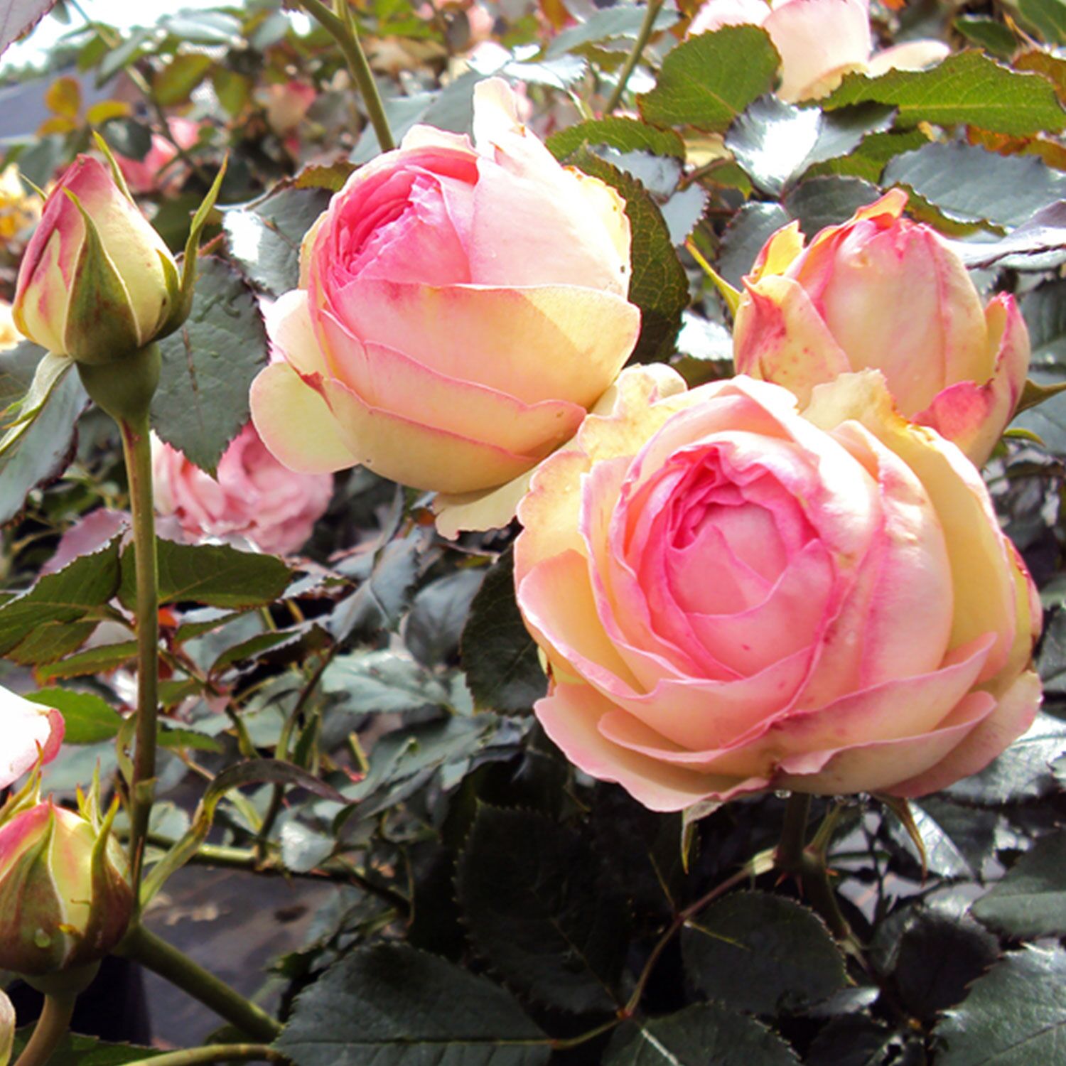 Eden Rose 85 ® Strauchrose | Gartencenter Bartels, 24,95