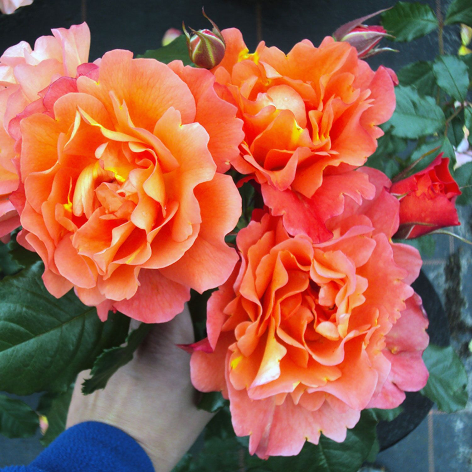 Westerland ® Strauchrose | Gartencenter Bartels, 24,95