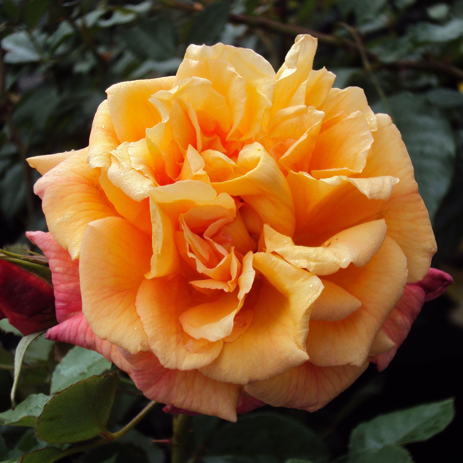 Kordes Rose Aloha ® Kletterrose | Gartencenter Bartels, 24,95