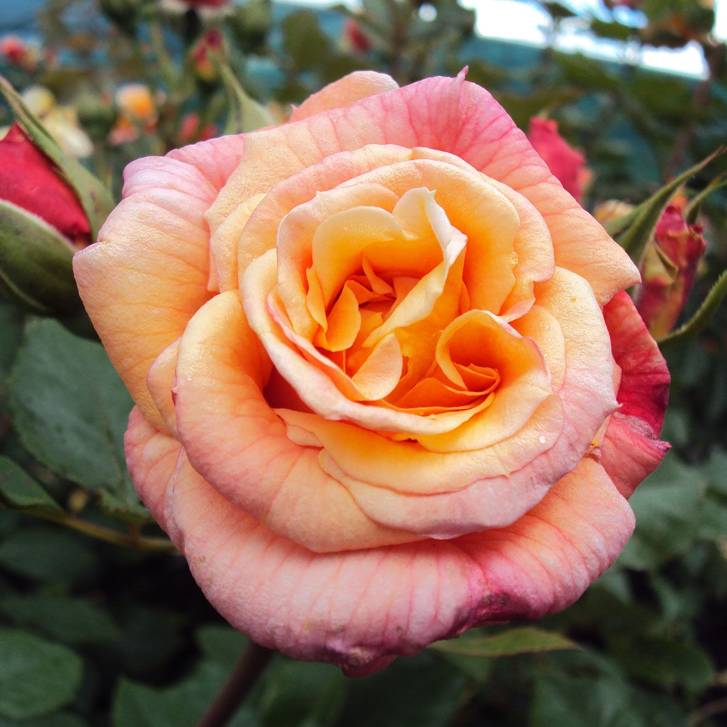 Kordes Rose Aloha ® Kletterrose | Gartencenter Bartels, 24,95