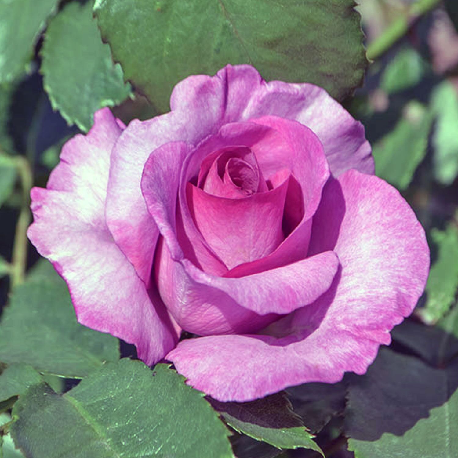 Mamy Blue ® | Gartencenter Bartels, 27,95